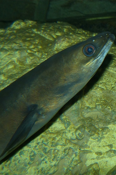 Enguia-europeia - Água doce