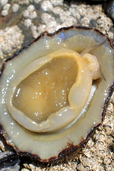 Lapa - Água salgada