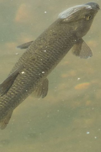 Barbo-comum - Água doce