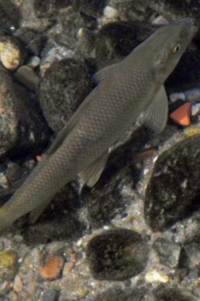 Barbo-comum - Água doce