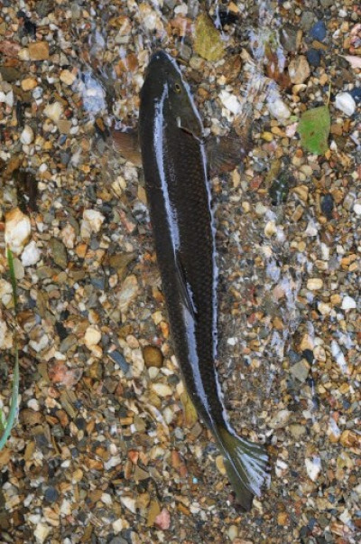 Barbo-comum - Água doce