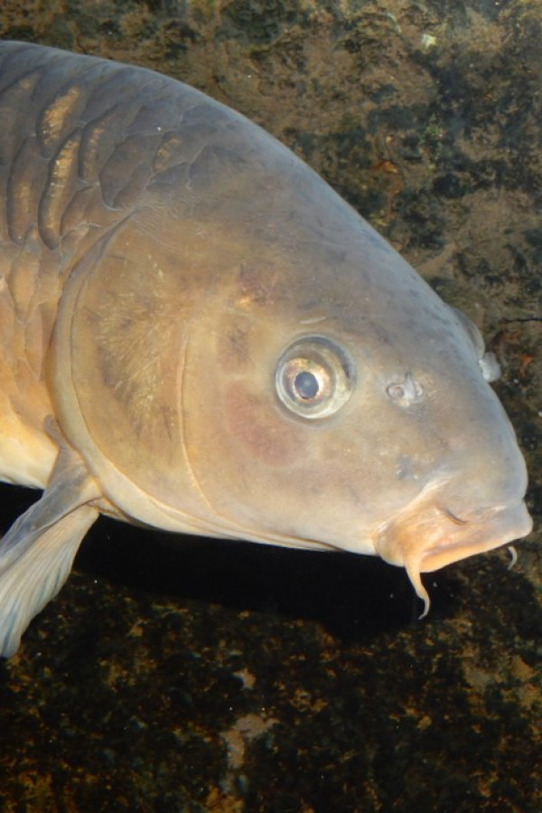 Carpa-comum - Água doce