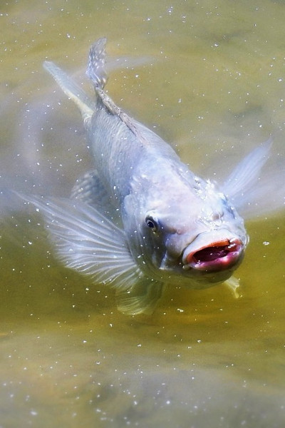 Carpa-comum - Água doce